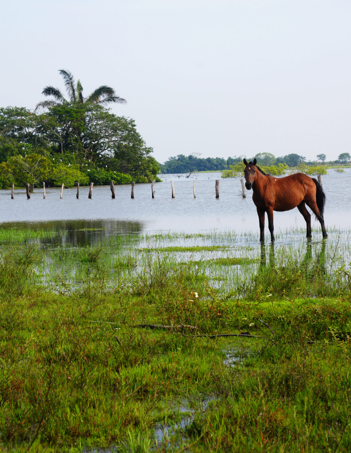 Teleislas News - Teleislas presente en Casanare: ¡Ayudamos a promover ...